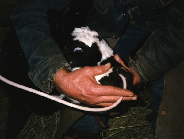 How to Treat Colicky Calf Bloat - Countryside